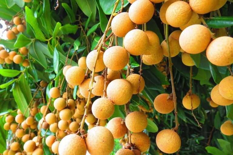 Top 14 Amazingly Delicious Taiwanese Fruits You Should Try