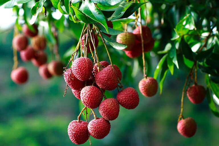Top 14 Amazingly Delicious Taiwanese Fruits You Should Try